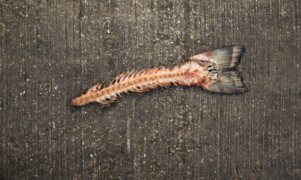 "Fish Corpse" Images – Browse 15 Stock Photos, Vectors, and Video ...