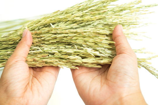 "Paddy Images – Browse 2,001,666 Stock Photos, Vectors, and Video ...