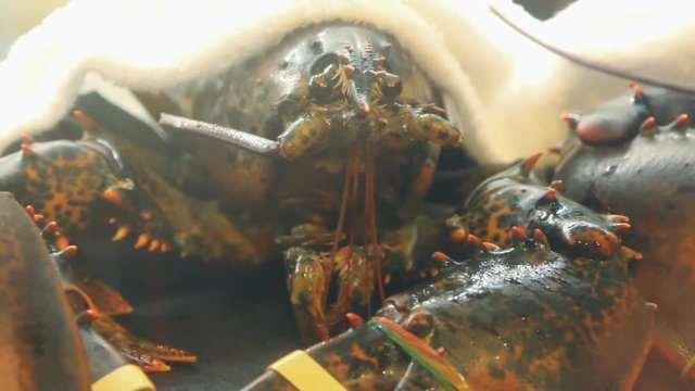 รูปภาพLopster – เลือกดูภาพถ่ายสต็อก เวกเตอร์ และวิดีโอ62 | Adobe Stock