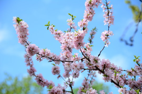 Gaumenmandeln Bilder – Durchsuchen 327 Archivfotos, Vektorgrafiken und ...