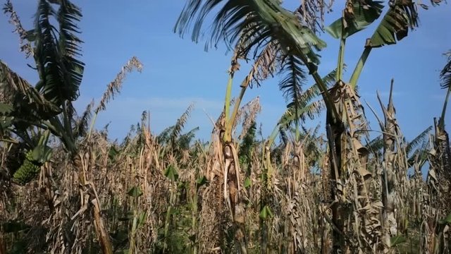 Abaca 이미지 – 찾아보기 477 스톡 사진, 벡터 및 비디오 | Adobe Stock