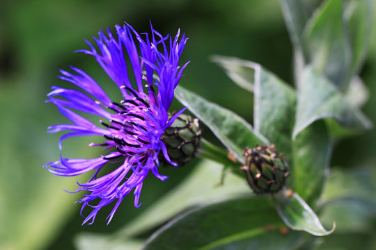 Centaurea Images – Browse 22,681 Stock Photos, Vectors, and Video ...