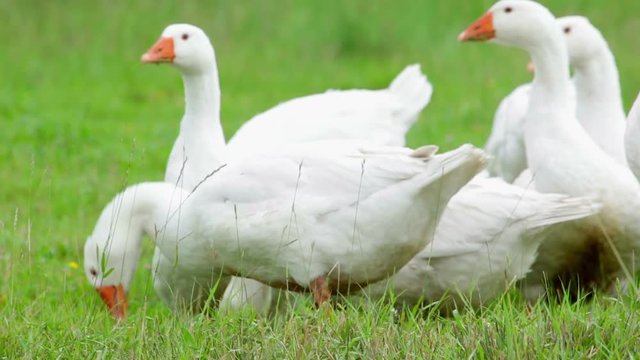 Gaggle Images – Browse 7,415 Stock Photos, Vectors, and Video | Adobe Stock