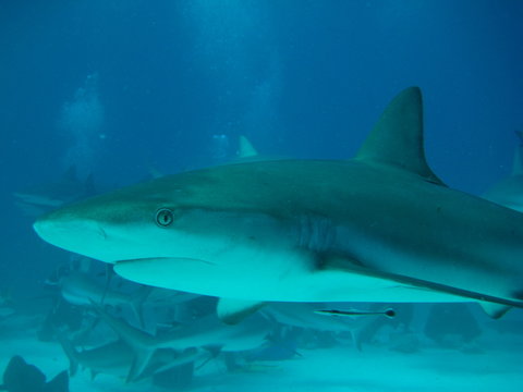 รูปภาพRiffhai – เลือกดูภาพถ่ายสต็อก เวกเตอร์ และวิดีโอ307 | Adobe Stock