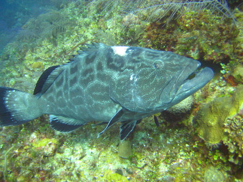 Zackenbarsch Images – Browse 394 Stock Photos, Vectors, and Video ...