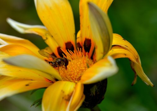 Sirfide-Bilder: Stock-Fotos & -Videos. | Adobe Stock