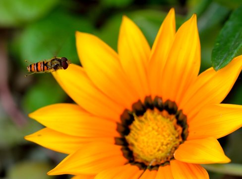 Sirfide-Bilder: Stock-Fotos & -Videos. | Adobe Stock