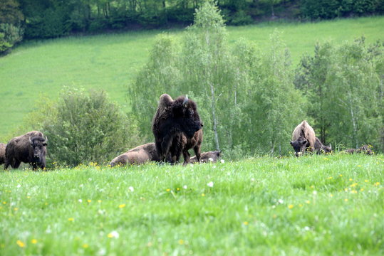 Wildrinder bilder – Bläddra bland 251 stockfoton, vektorer och videor ...