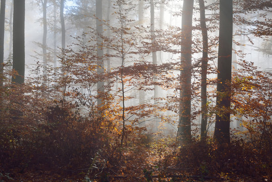 Buchenbaum Bilder – Durchsuchen 168,644 Archivfotos, Vektorgrafiken und ...