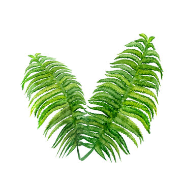 Pteridophytes Imagens – Procure 1,879 fotos, vetores e vídeos | Adobe Stock