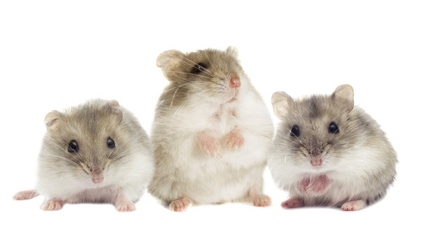 Hamsterbacken Bilder – Durchsuchen 1,940 Archivfotos, Vektorgrafiken ...