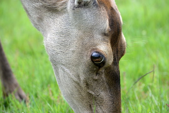 Rehauge-Bilder: Stock-Fotos & -Videos. | Adobe Stock