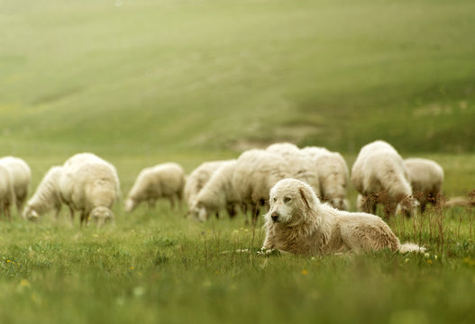 รูปภาพPastore – เลือกดูภาพถ่ายสต็อก เวกเตอร์ และวิดีโอ4,037 | Adobe Stock