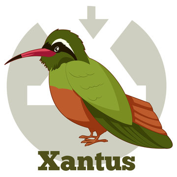 Xantus Bird