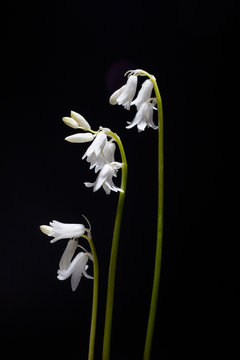 "White Bells" Images – Browse 114 Stock Photos, Vectors, and Video ...