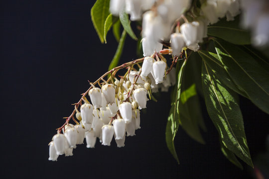 "White Bells" Images – Browse 152 Stock Photos, Vectors, and Video ...