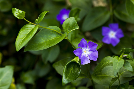 Pervinca Imagens – Procure 177 fotos, vetores e vídeos | Adobe Stock