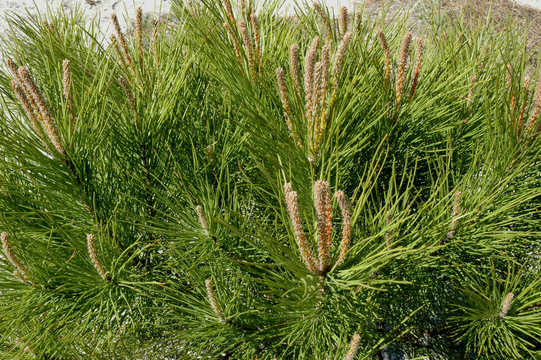 รูปภาพPinus – เลือกดูภาพถ่ายสต็อก เวกเตอร์ และวิดีโอ29,150 | Adobe Stock