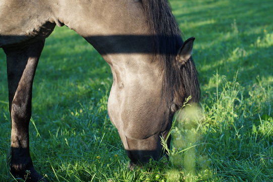 Imágenes de Koni: descubre bancos de fotos, ilustraciones, vectores y ...