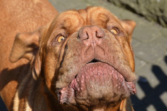 รูปภาพMolossoide – เลือกดูภาพถ่ายสต็อก เวกเตอร์ และวิดีโอ208 | Adobe Stock