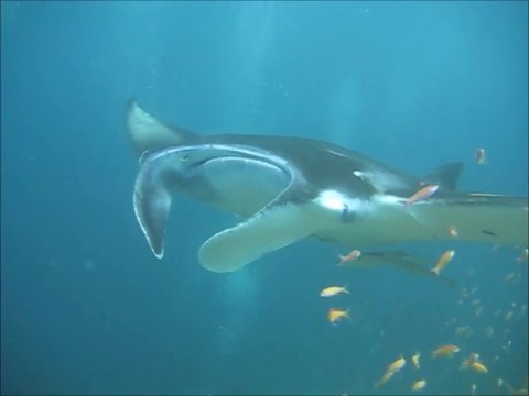 Imágenes de Teufelsrochen: descubre bancos de fotos, ilustraciones ...