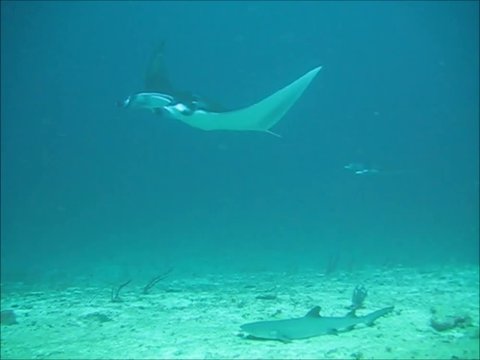 「Teufelsrochen」の写真素材 | 121件の無料イラスト画像 | Adobe Stock