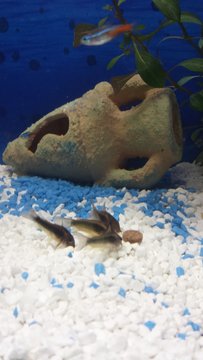 Neonfisch 이미지 – 찾아보기 41 스톡 사진, 벡터 및 비디오 | Adobe Stock