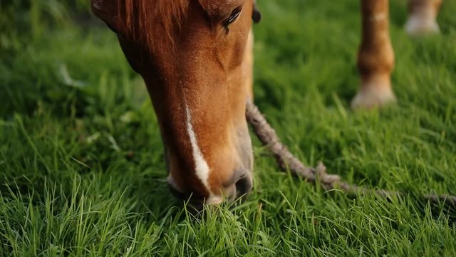 รูปภาพHourse – เลือกดูภาพถ่ายสต็อก เวกเตอร์ และวิดีโอ1,539 | Adobe Stock