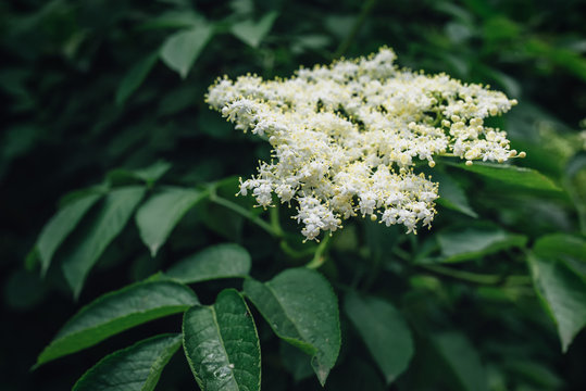 Elder Tree Images – Browse 177,075 Stock Photos, Vectors, and Video ...