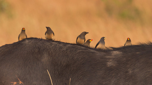 「Tickbird」の画像 - 3,085 件の Stock 写真、ベクターおよびビデオ | Adobe Stock