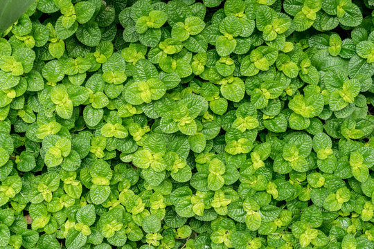 「Imge」の写真素材 | 472件の無料イラスト画像 | Adobe Stock