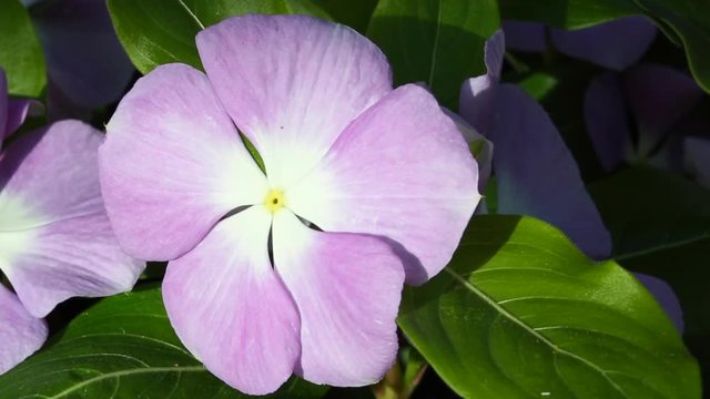 Imagens de Snapweed – Explore Fotografias do Stock, Vetores e Vídeos de ...