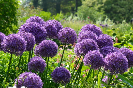 รูปภาพBulbille – เลือกดูภาพถ่ายสต็อก เวกเตอร์ และวิดีโอ100 | Adobe Stock