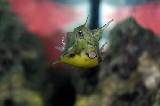 รูปภาพCowfish – เลือกดูภาพถ่ายสต็อก เวกเตอร์ และวิดีโอ2,002 | Adobe Stock
