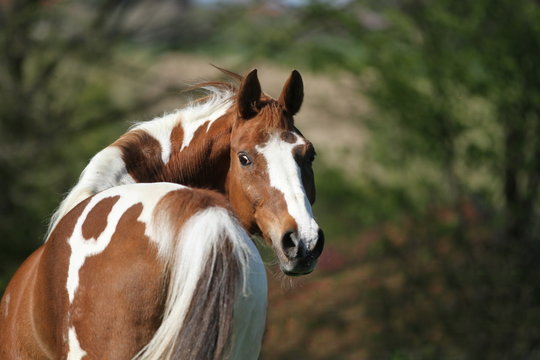 Schecke Images – Browse 2,750 Stock Photos, Vectors, and Video | Adobe ...