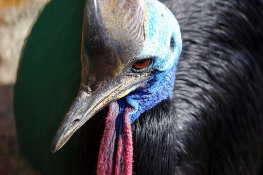 Kazuar Images – Browse 42 Stock Photos, Vectors, and Video | Adobe Stock