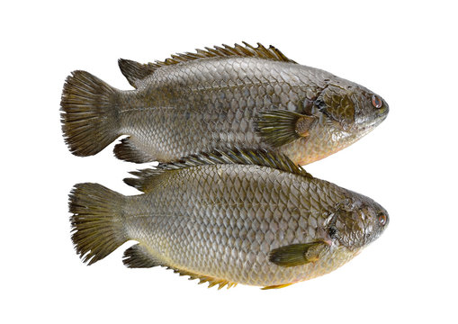 Anabantidae Bilder – Durchsuchen 436 Archivfotos, Vektorgrafiken und ...