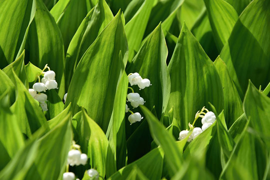 รูปภาพConvallaria – เลือกดูภาพถ่ายสต็อก เวกเตอร์ และวิดีโอ11,229 ...