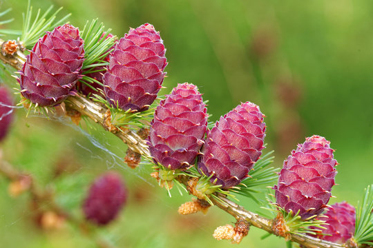 Microstrobilus Images – Browse 208 Stock Photos, Vectors, and Video ...