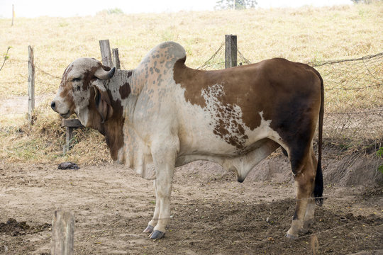 「Gyr」の写真素材 | 597件の無料イラスト画像 | Adobe Stock