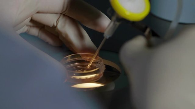 Embryologist bilder – Bläddra bland 749 stockfoton, vektorer och videor ...