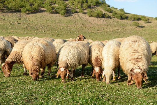 "Koyun Images – Browse 570 Stock Photos, Vectors, and Video | Adobe Stock