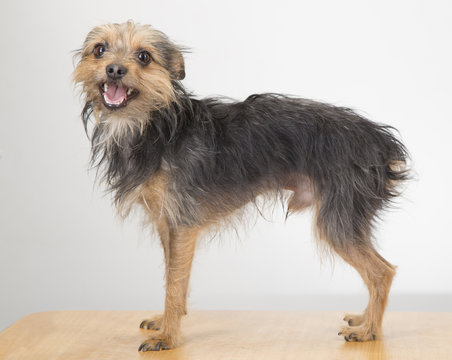 รูปภาพMongrel – เลือกดูภาพถ่ายสต็อก เวกเตอร์ และวิดีโอ172,091 | Adobe Stock