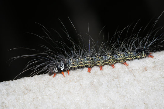 Palmer Worm Image Clipart