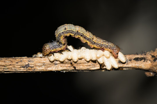 Palmer Worm Image Clipart