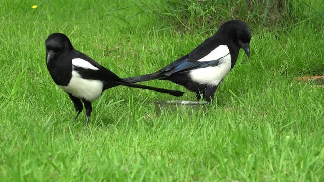 Magpie Imagens – Procure 34,208 fotos, vetores e vídeos | Adobe Stock