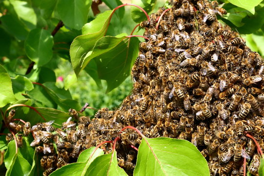 Bienenschwarm Imagens – Procure 834 fotos, vetores e vídeos | Adobe Stock