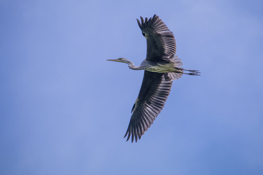 Filligran bilder – Bläddra bland 173 stockfoton, vektorer och videor ...
