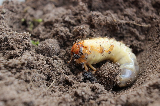 Engerling-Bilder: Stock-Fotos & -Videos. | Adobe Stock