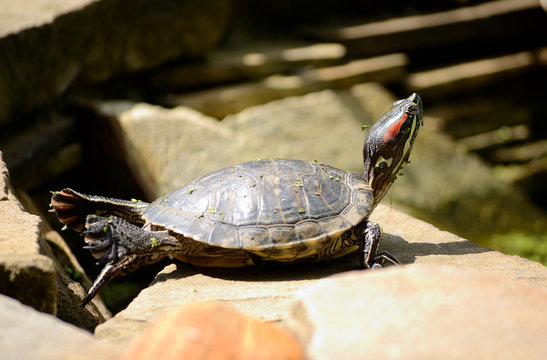 รูปภาพPodocnemis – เลือกดูภาพถ่ายสต็อก เวกเตอร์ และวิดีโอ319 | Adobe Stock